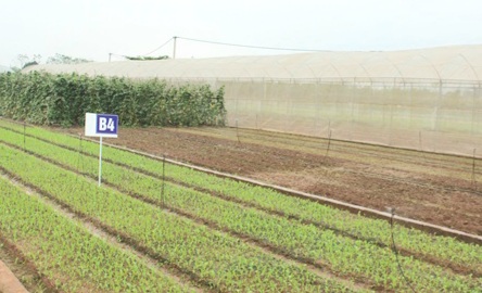 Ứng dụng chuyển đổi số tiêu thụ nông sản cho HTX