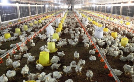 The city develops Sources of Breeding Poultry