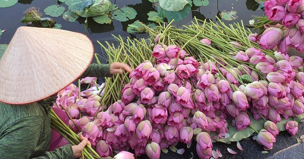 Bảo tồn và phát triển hoa sen Việt Nam