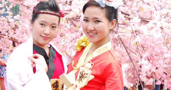 Host cherry blossom festival